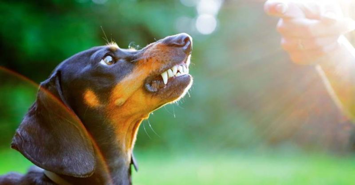 11 Dog Breeds with a Reputation for Sudden Aggression—And Why It ...