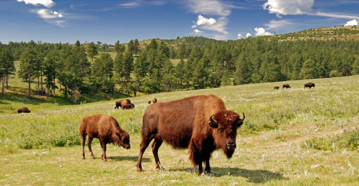 11 National Parks Where You Can Spot Majestic Wild Bison Roaming Free - Exploring Animals