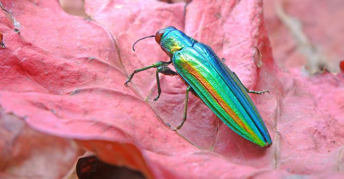 11 Reasons the Jewel Beetle Is One of Nature’s Most Beautiful Bugs ...