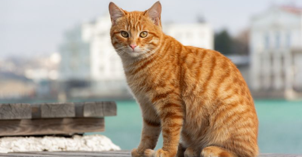 11 Stunning Tabby Cat Patterns—And What Each One Really Means ...