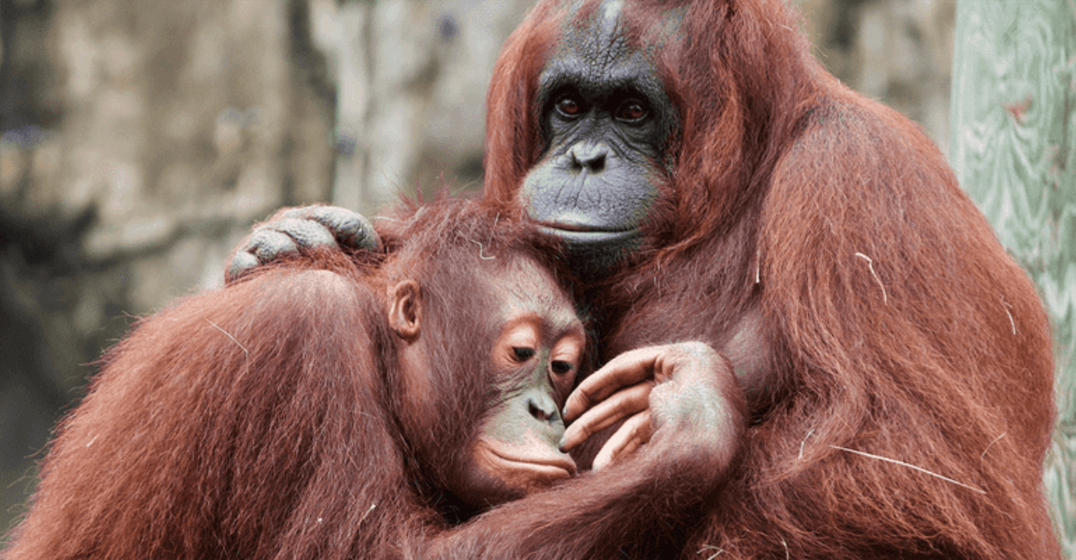 12 Animals That Can Read Emotions—And 6 That Completely Miss Social ...