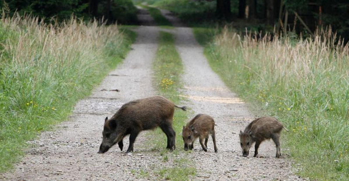 12 Animals That Thrive in Chernobyl—and Why That’s Not a Good Sign ...