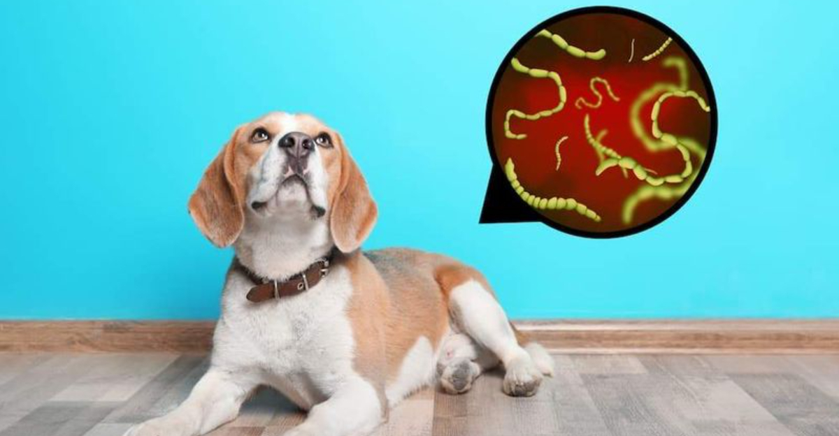 12 Essential Facts About Worms in Pets Every Owner Should Know ...
