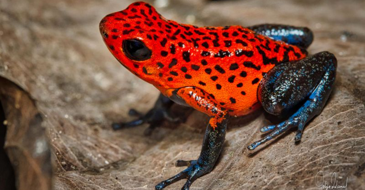12 Frogs With Wild Colors—and Even Wilder Defenses - Exploring Animals