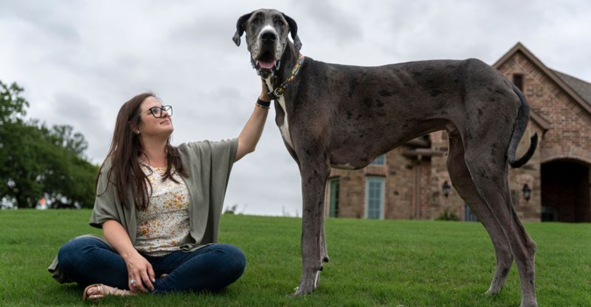 12 Giant Dog Breeds That Could Easily Look You in the Eye - Exploring ...