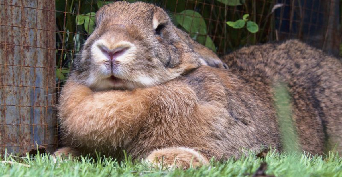 12 Jaw-Dropping Animal Records You Didn’t Know Existed - Exploring Animals