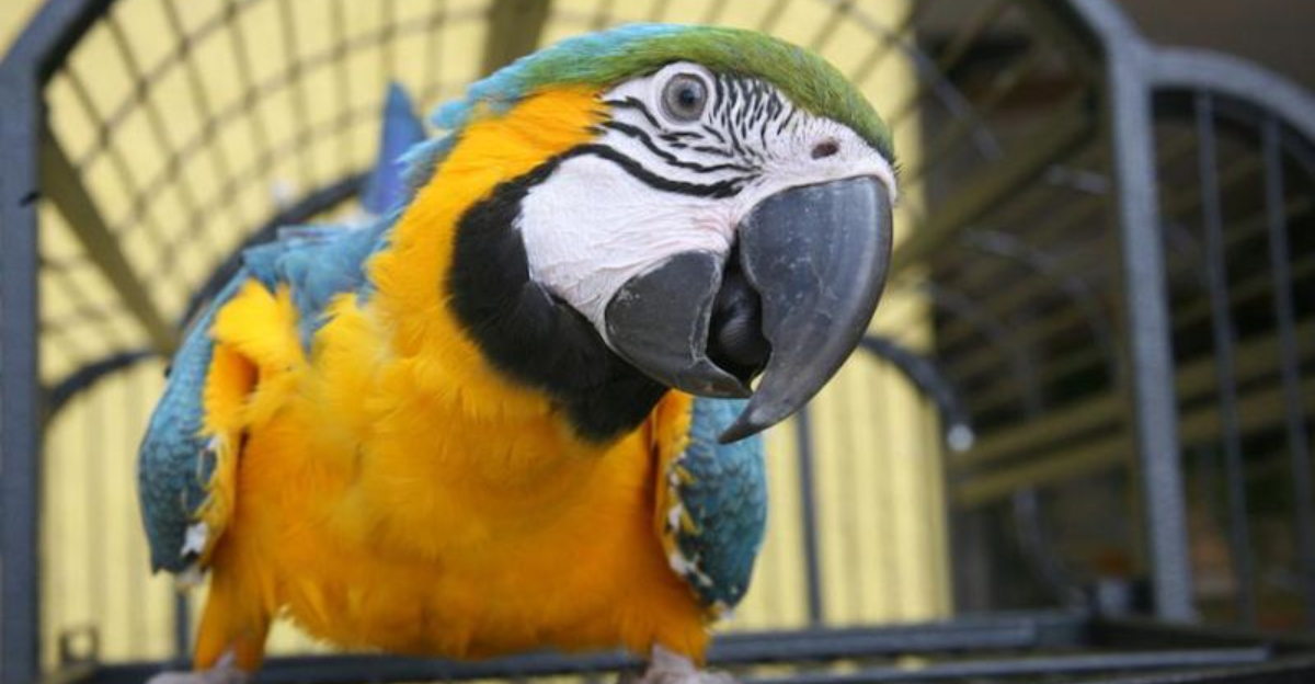 12 Pets That Live Long Lives—and 4 That Rarely Make It Past a Few Years ...