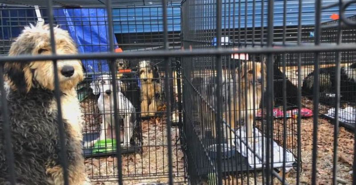 12 States With the Highest Number of Rescued Dogs Waiting for Homes ...