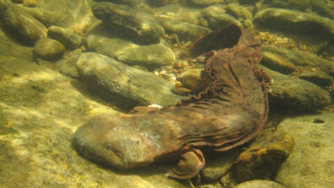 12 Strange Creatures That Live Deep in the Appalachian Mountains ...