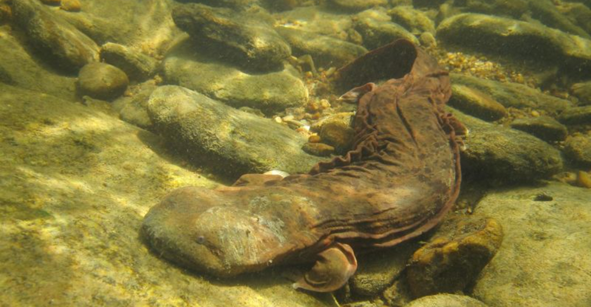 12 Strange Creatures That Live Deep in the Appalachian Mountains ...