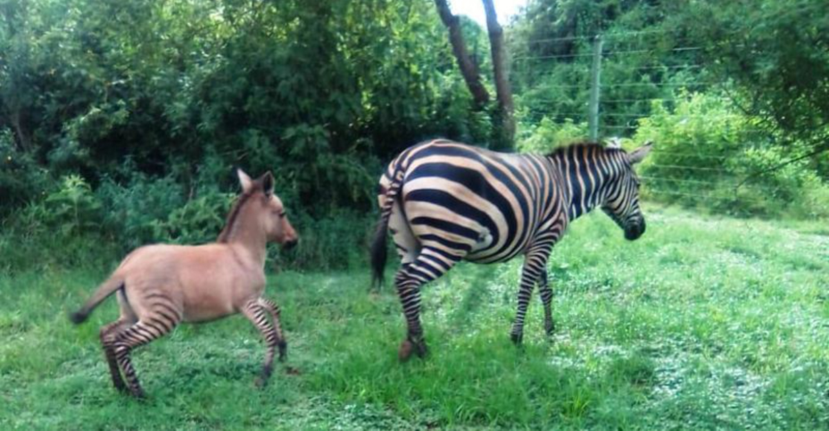 13 Animal Species That Weren’t Supposed to Meet—But Now They’re ...