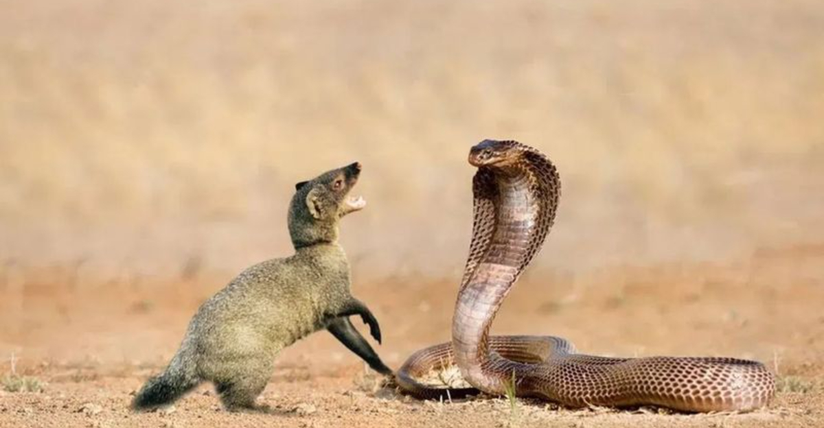 13 Animals That Are Immune to Venom—Even From Deadly Snakes - Exploring ...