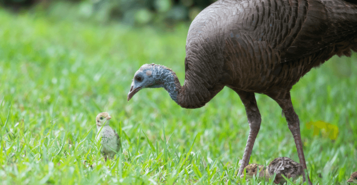 13 Animals That Can Reproduce Without Males—And Why It’s Not That Rare ...