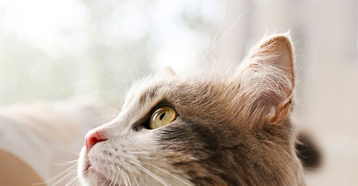 13 Animals With the Best Hearing in the Animal Kingdom - Exploring Animals