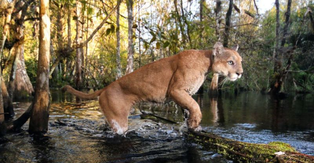 13 Creatures Lurking in Florida Swamps (And Which Ones to Avoid ...