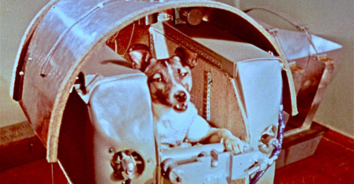13 Dogs That Changed History—And The Stories You’ve Never Heard ...