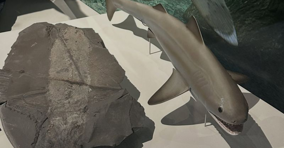 13 Facts About Extinct Sharks That Might Surprise Even Oceanographers ...