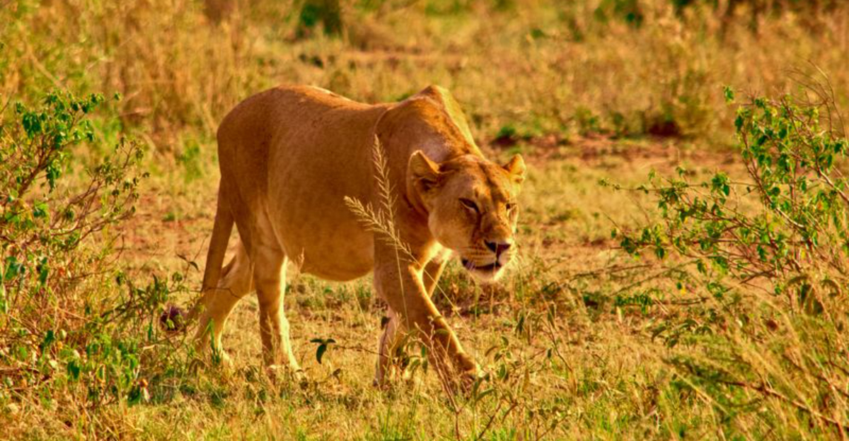 13 Fierce Female Animals Breaking All the Stereotypes - Exploring Animals