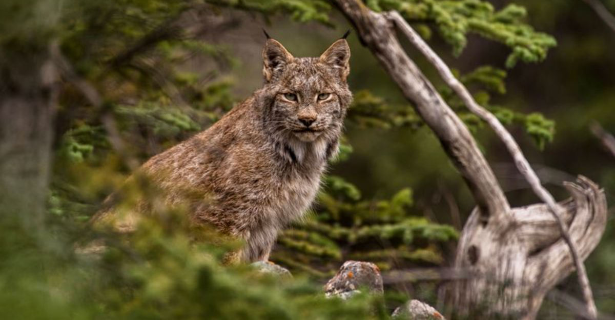 13 Lynx Facts You Didn’t Know—From Silent Feet to Deadly Teeth - Exploring Animals