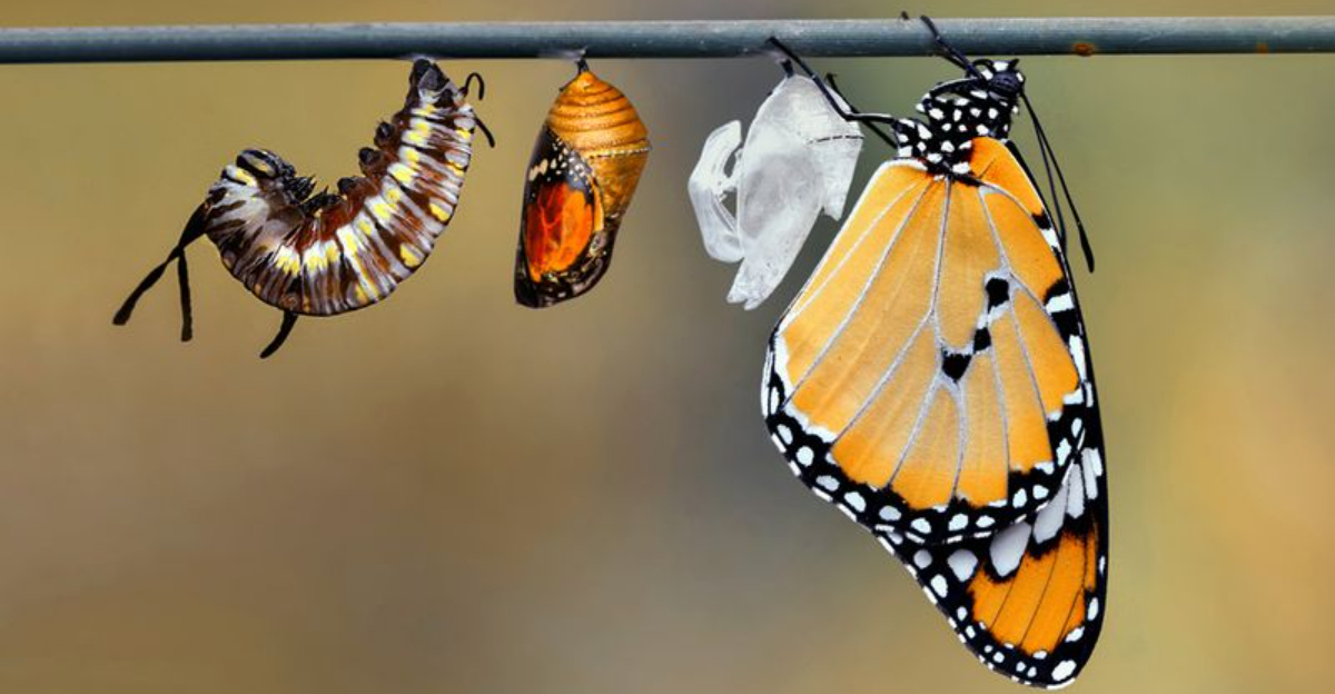 13 Surprising Facts About How Caterpillars Turn Into Butterflies ...