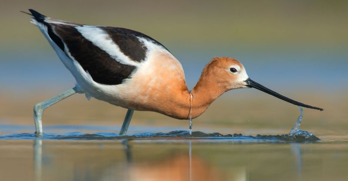 13 U.S. Birds Losing Habitat to Climate Change-And How You Can Help ...