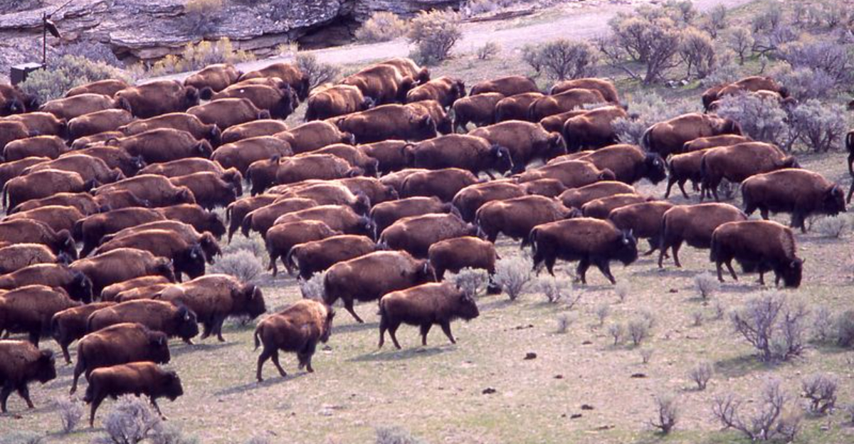 13 Wild West Animal Survival Stories—And the Amazing Creatures Behind ...
