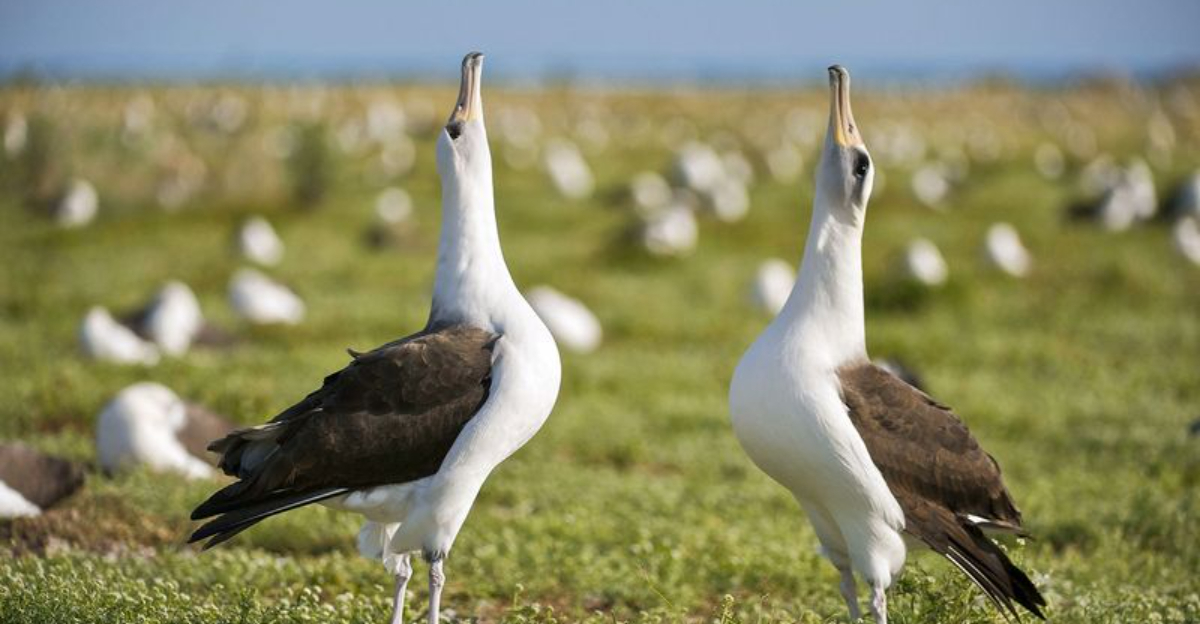 13 of the Strangest Bird Mating Dances From Around the World ...