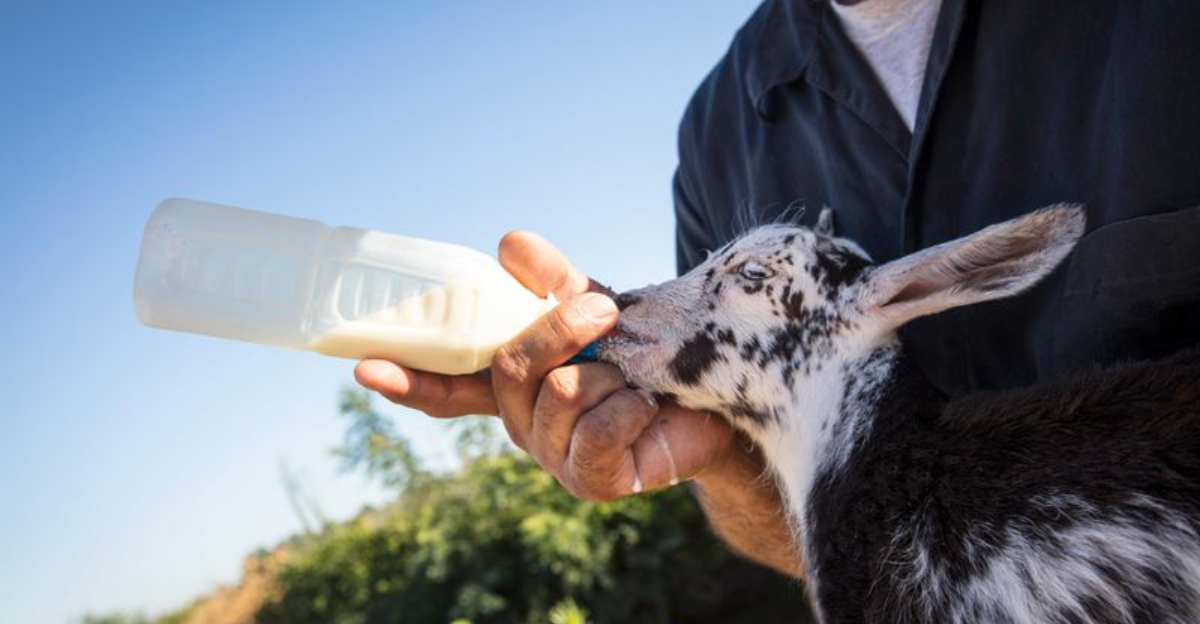 14 Animals Dependent on Humans—and 5 That Could Thrive Without Us ...