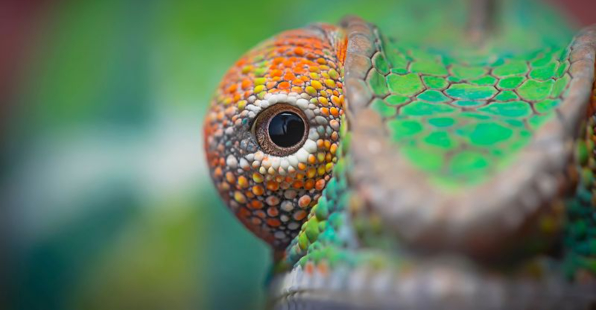 14 Animals That Can Literally See What We Can’t - Exploring Animals