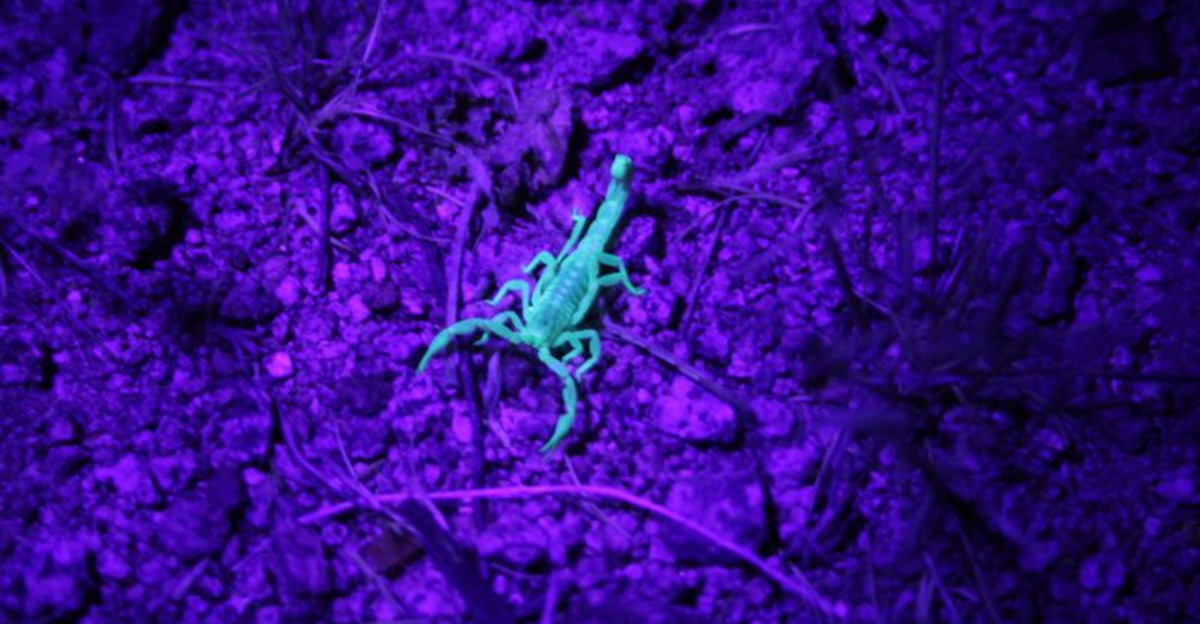 14 Creatures That Only Live in the American Southwest—And Nowhere Else ...