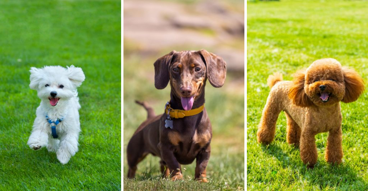 14 Dog Breeds That Stay Tiny Forever—and Are Impossible to Resist ...