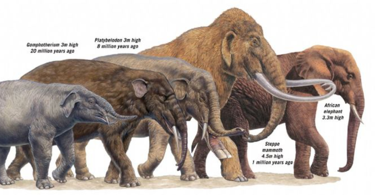 14 Species That Changed Size Dramatically—From Tiny to Titanic ...