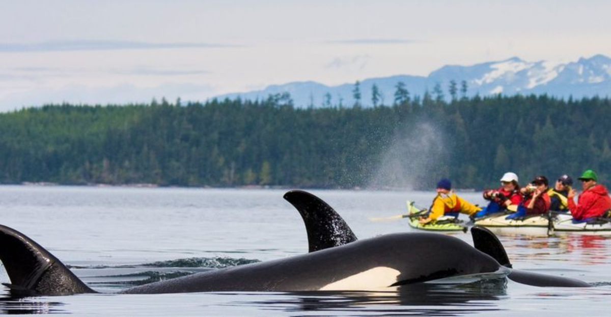14 U.S. Locations to See Orcas in Their Natural Habitat - Exploring Animals