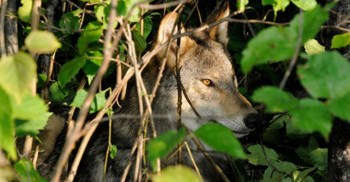 14 U.S. Parks Where You’re More Likely to Encounter Wolves Than Other ...