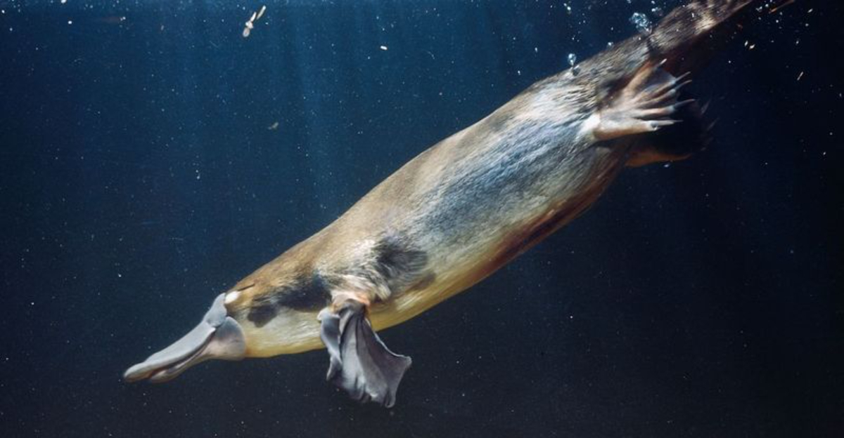 14 Weird But True Things About Platypuses That Scientists Still Can’t ...