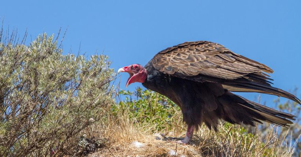 15 Animals Thriving in the Diverse Ecosystem of Pinnacles National Park ...