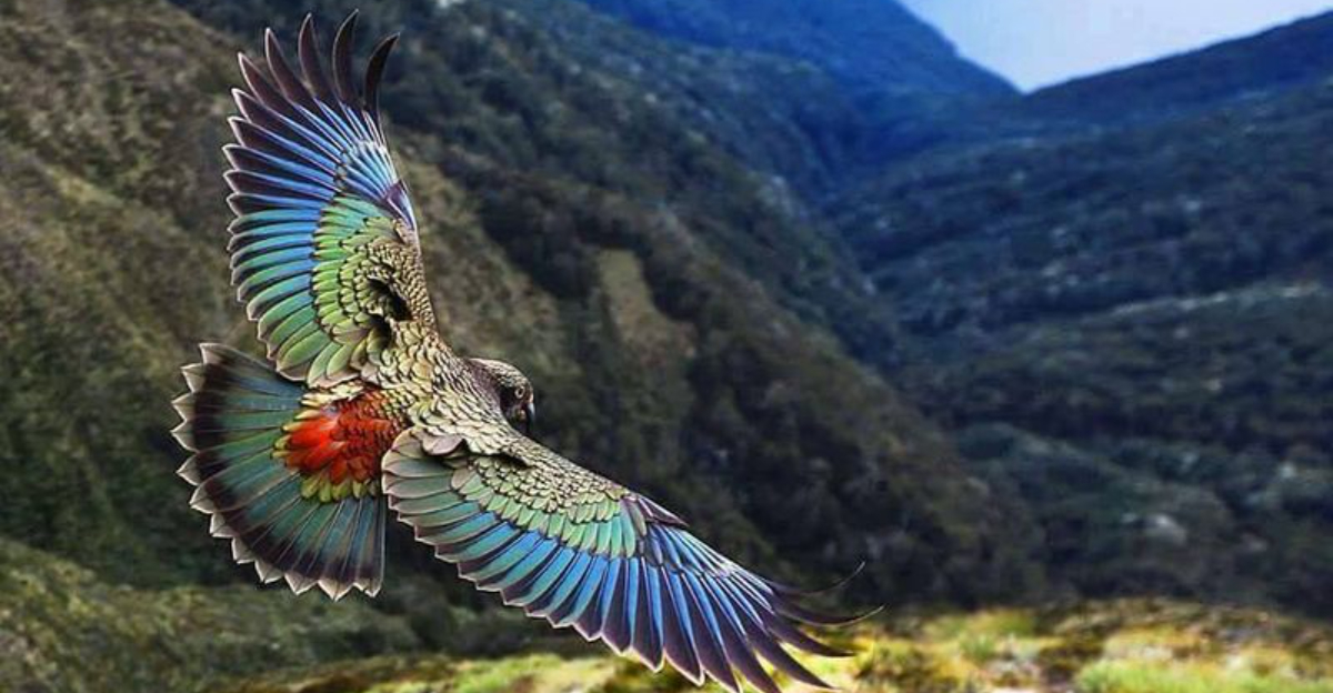 15 Birds So Unique, You’ll Think They’re From Another Planet ...