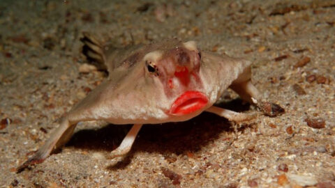 15 Bizarre Sea Creatures You’ve Never Heard Of and the Strange Ways ...