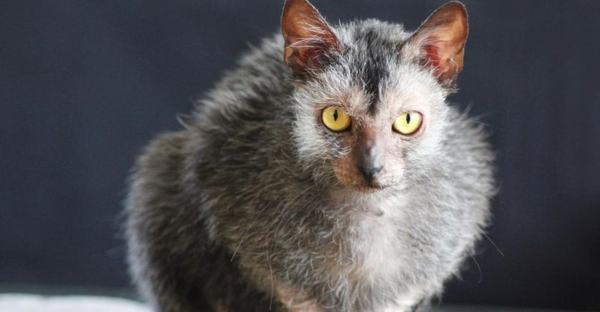 15 Cats That Look Like They Belong in a Horror Movie (But Are Totally ...