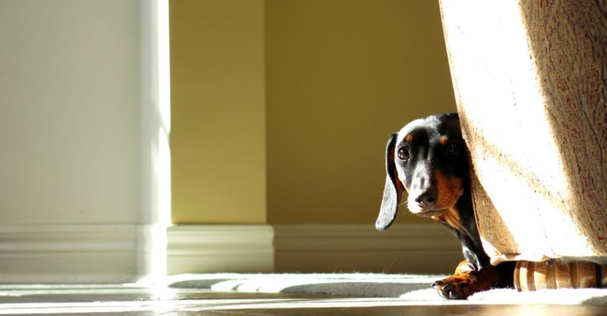 15 Dog Behaviors That Look Harmless but Secretly Signal Sadness ...