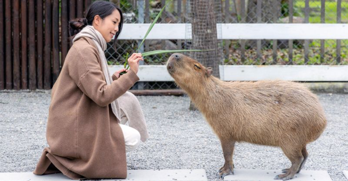 15 Essential Facts You Must Know Before Getting a Capybara as a Pet ...