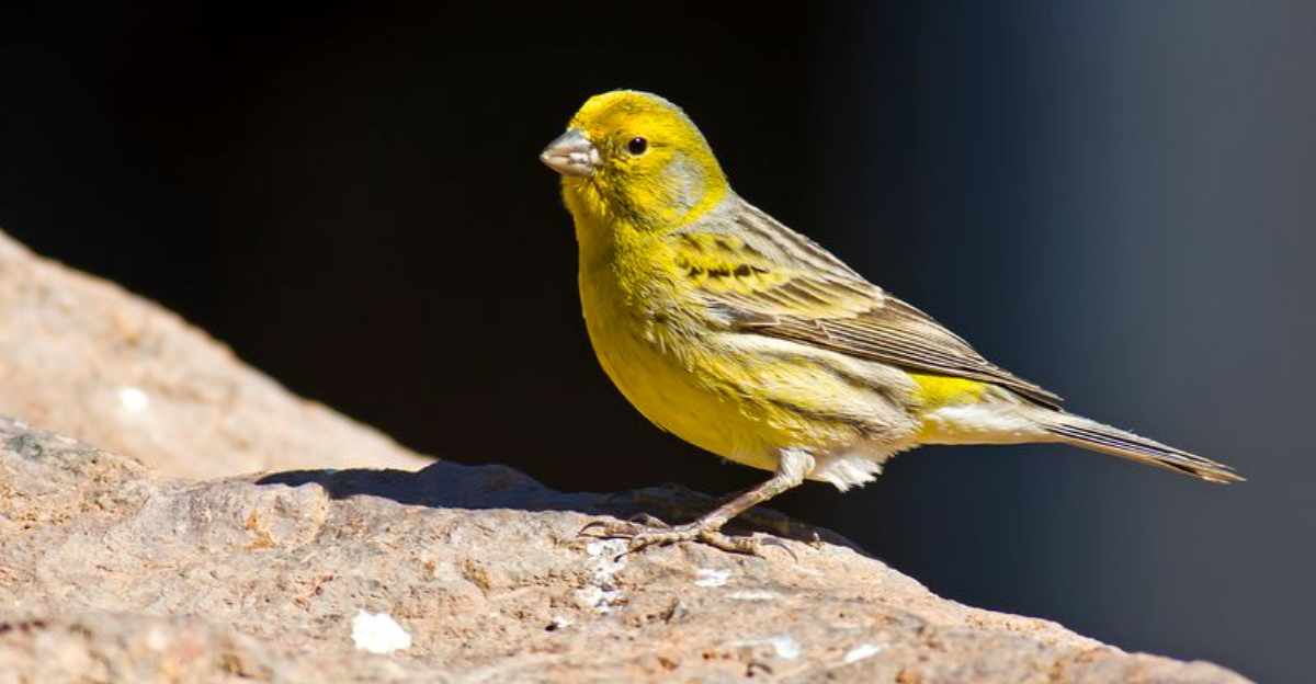 15 House Birds That Enjoy Cage-Free Living - Exploring Animals