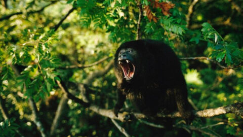 15 Jungle Animals That Win Fights Without Lifting a Claw - Exploring ...