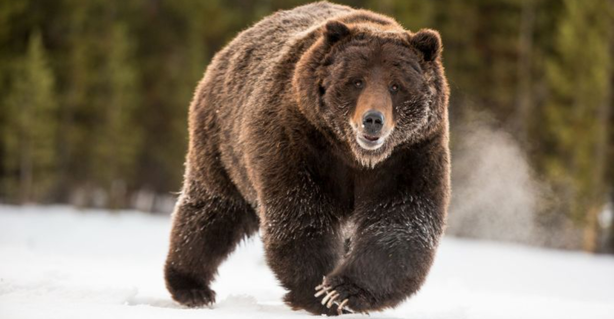 15 Majestic Animals You Can Still Spot in Yellowstone Today - Exploring ...