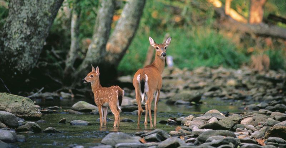 15 Native U.S. Animals You’re Likely to See During Summer Hikes ...
