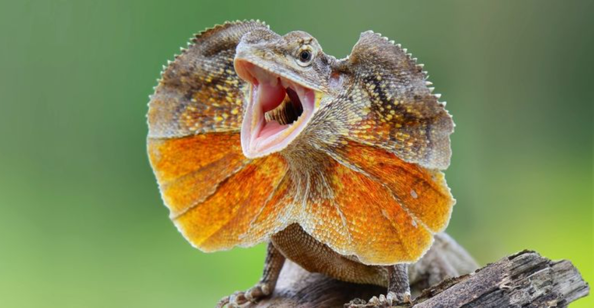 15 Odd-Looking Animals That Are Surprisingly Cute—and Totally Real ...