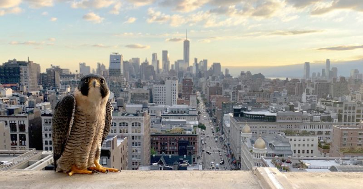 15 Wild Animals You Can See Right in the Heart of New York City ...