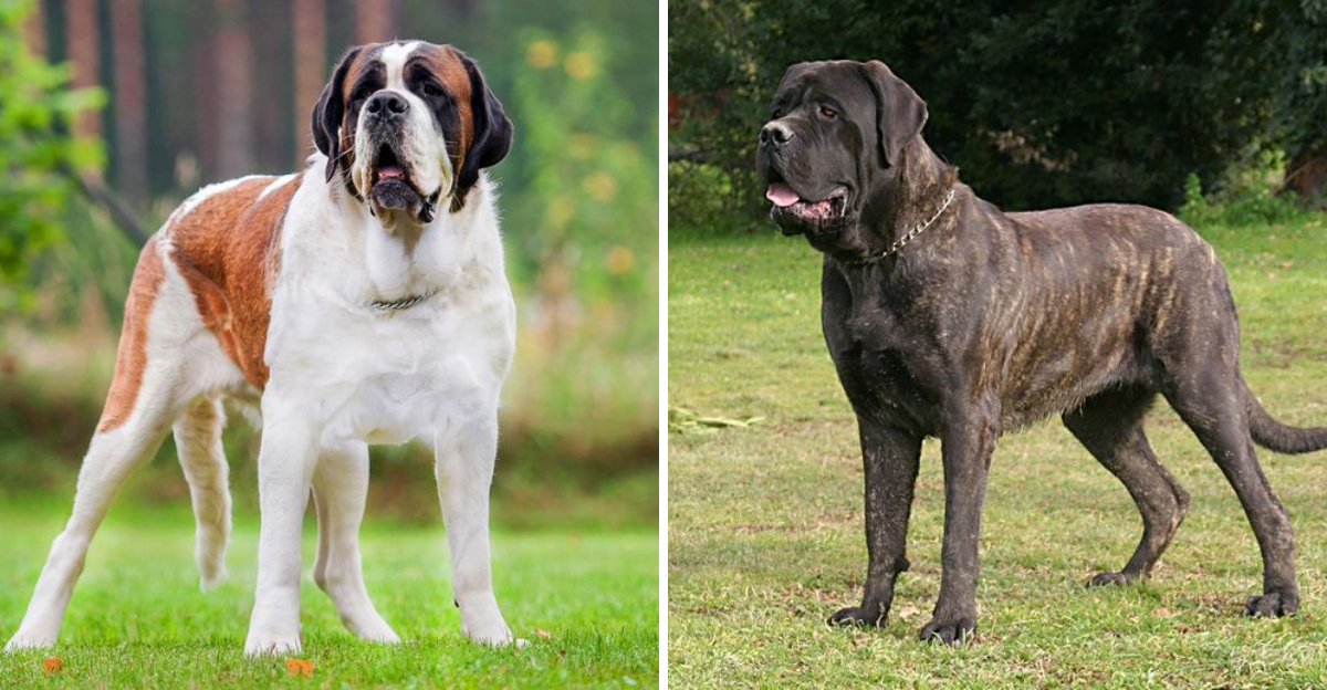 16 Big Dog Breeds That Often Get Overlooked at Shelters - Exploring Animals