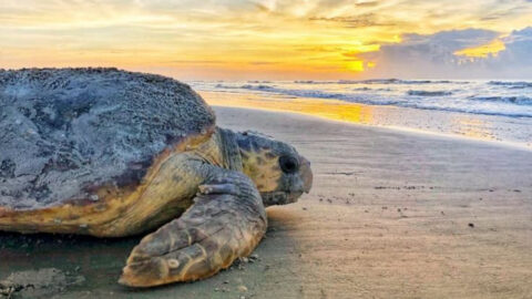16 Coastal Animals You Can Observe at Popular Summer Beaches ...