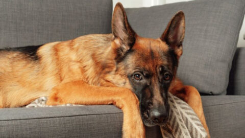 16 Dog Breeds That Struggle Most When Left Alone (And Why They End Up ...